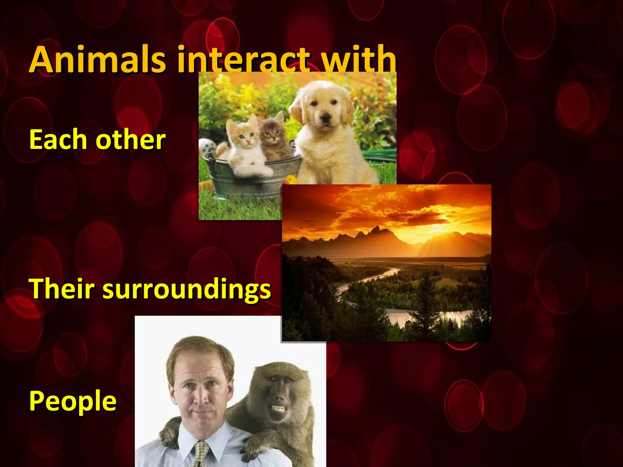 Life processes: Animals | ODP | Dogs | Pets