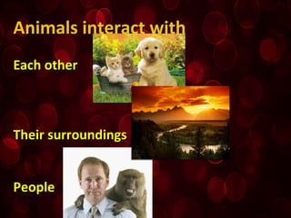 Life processes: Animals | ODP | Dogs | Pets