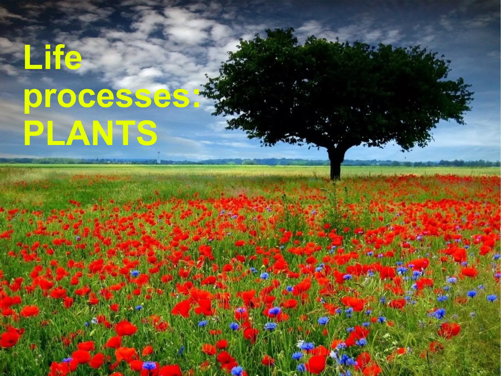 Life processes: Plants | PPT