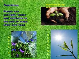 Life processes: Plants | PPT