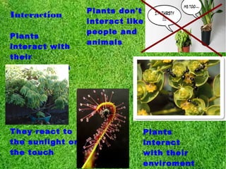 Life processes: Plants | PPT