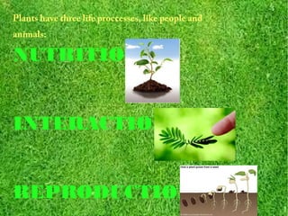 Life processes: Plants | PPT