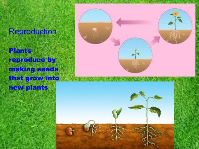 Life processes: Plants