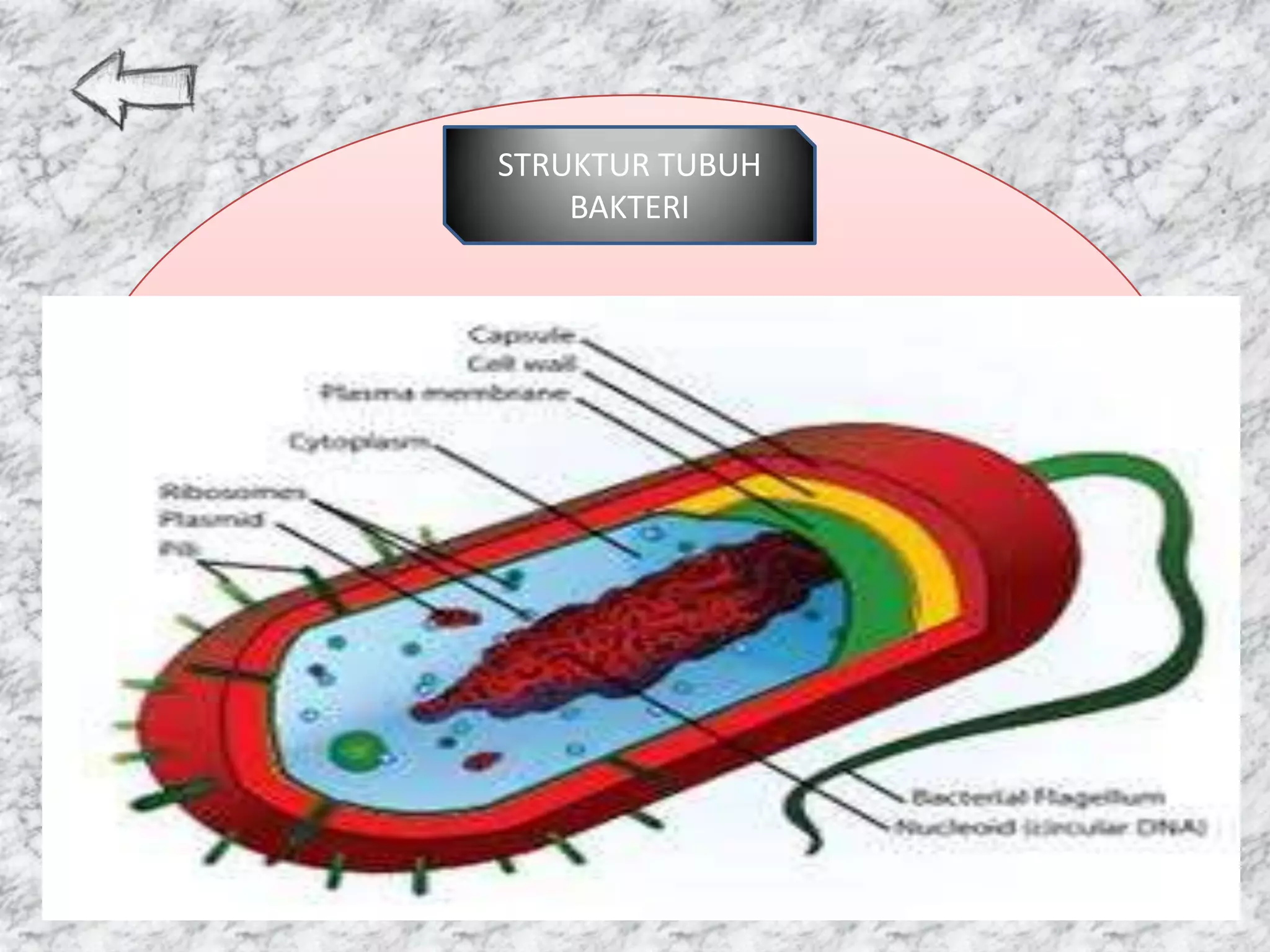 PPT Interaktif Bakteri | PPTX