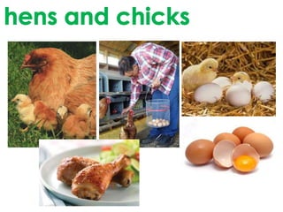 Ppt. animals | PPTX | Large Animals | Pets