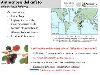 Ppt. plagas café xicotepec caro-mitzi par2 | PDF