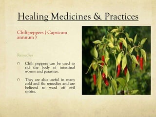 Mayan America healing | PPTX