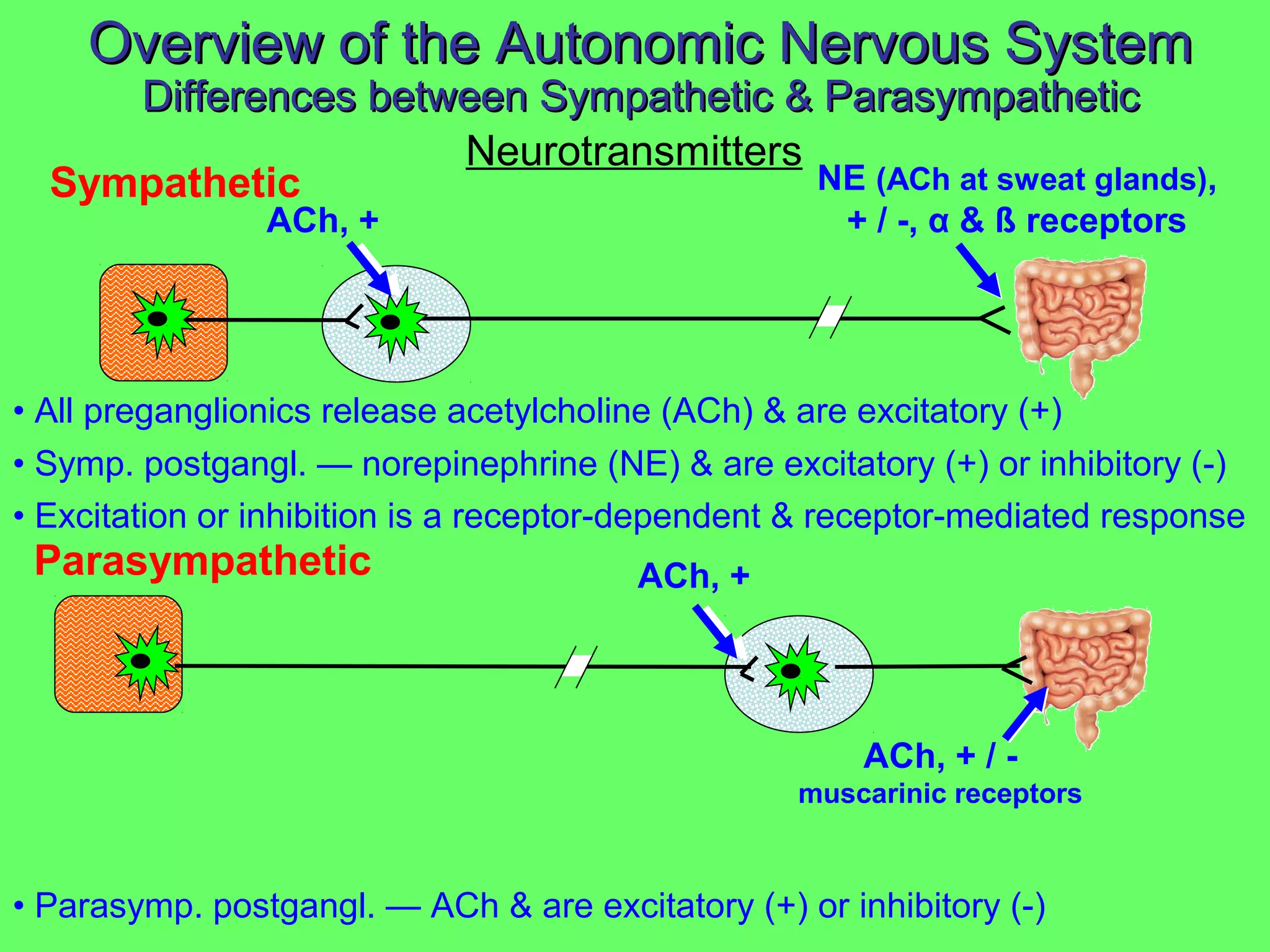 autonomic nervous system Ppt | PPT