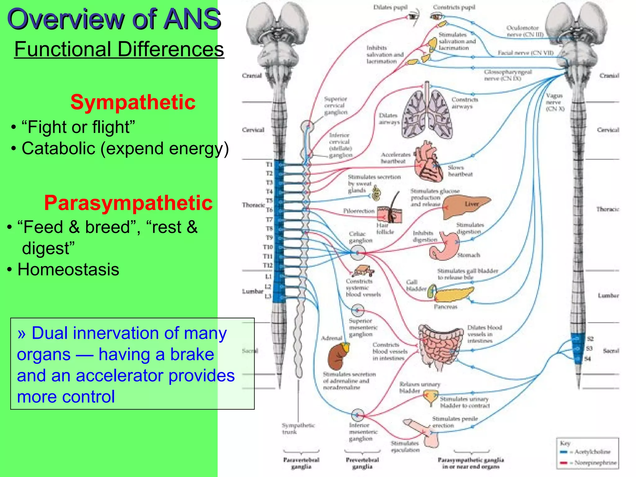 autonomic nervous system Ppt | PPT