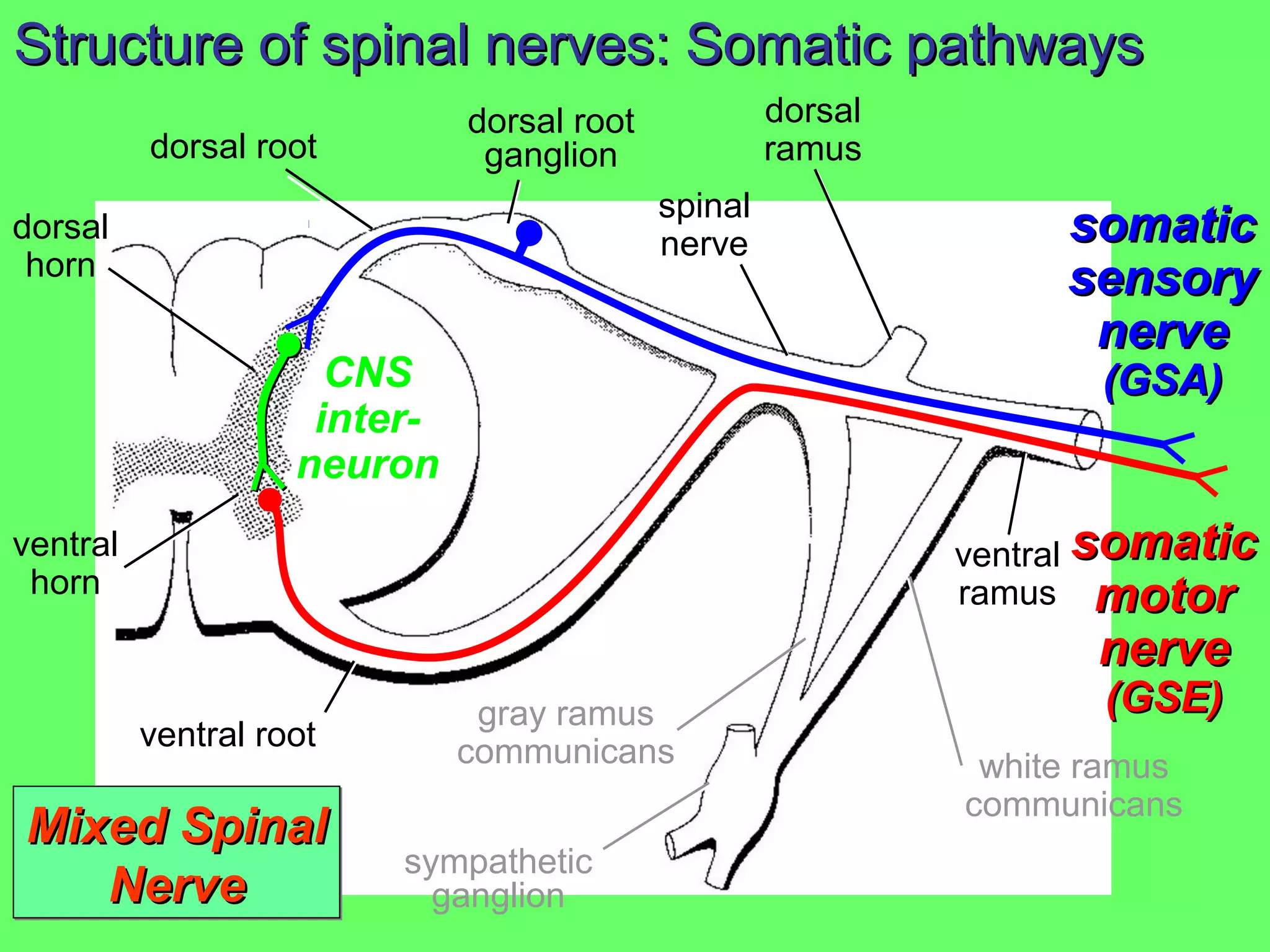 autonomic nervous system Ppt | PPT