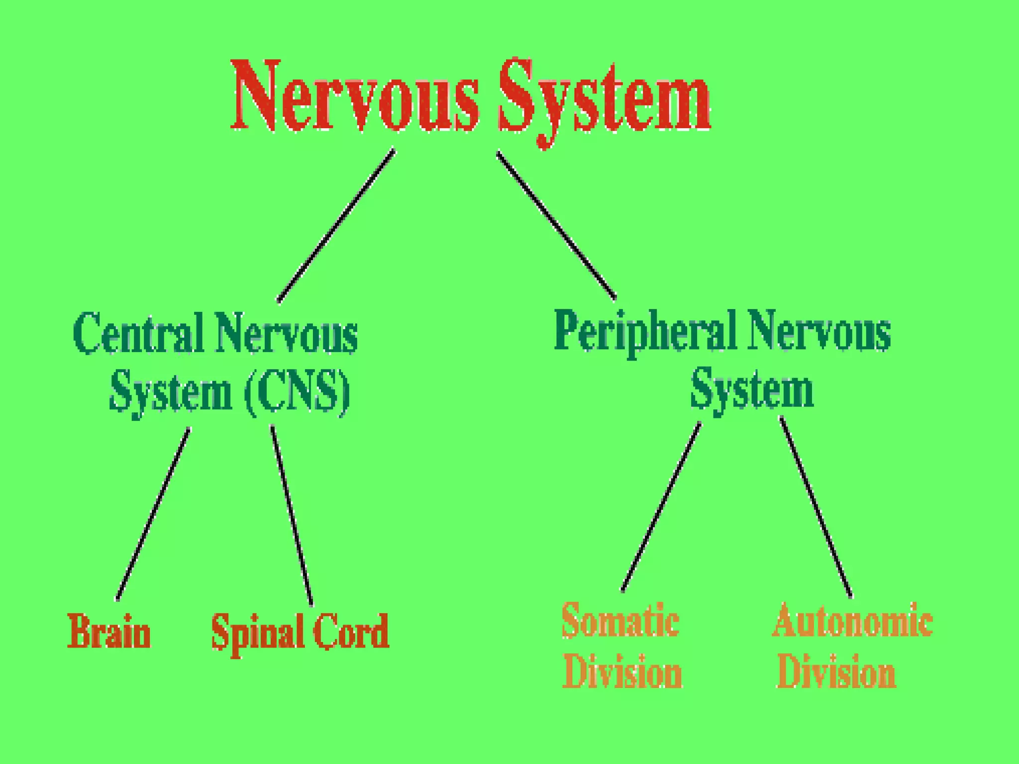 autonomic nervous system Ppt | PPT