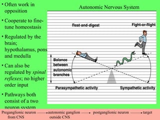 autonomic nervous system Ppt | PPT