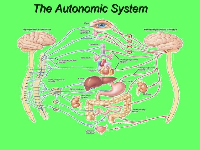 autonomic nervous system Ppt | PPT