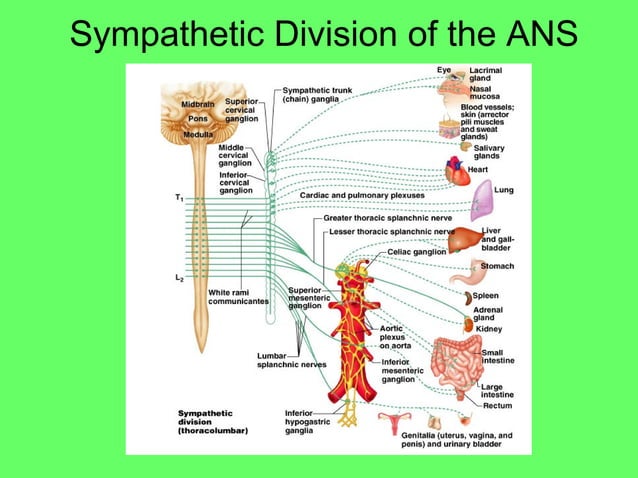 autonomic nervous system Ppt | PPT