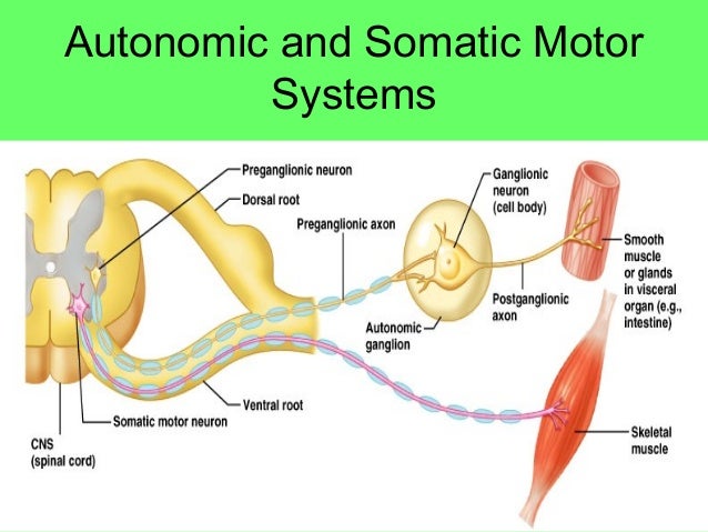autonomic nervous system Ppt
