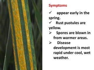 Diseases of Wheat | PPTX
