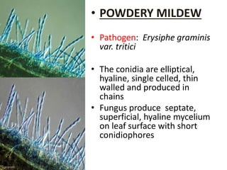 Diseases of Wheat | PPTX