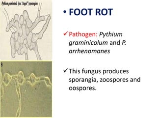 Diseases of Wheat | PPTX