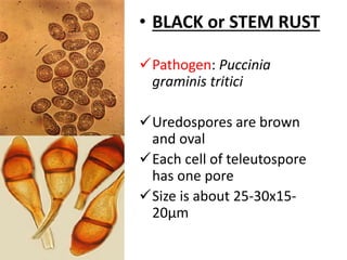 Diseases of Wheat | PPTX