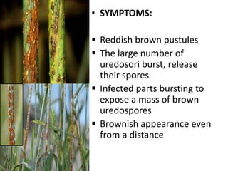 Diseases of Wheat | PPTX