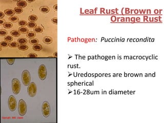 Diseases of Wheat | PPTX