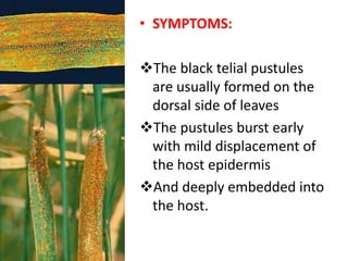 Diseases of Wheat | PPTX