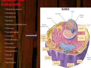 Mikrobiologi: Lisosom | PPT