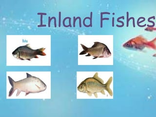 fish production | PPTX