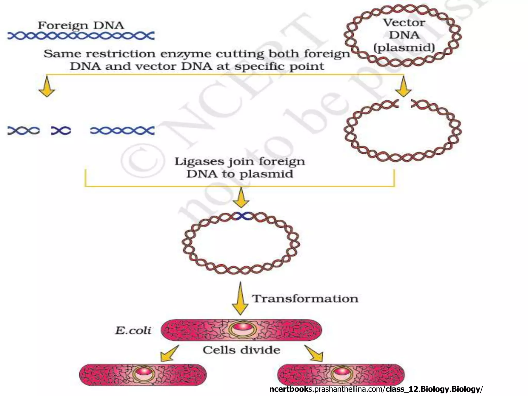 Recombinant DNA Technology | PPT