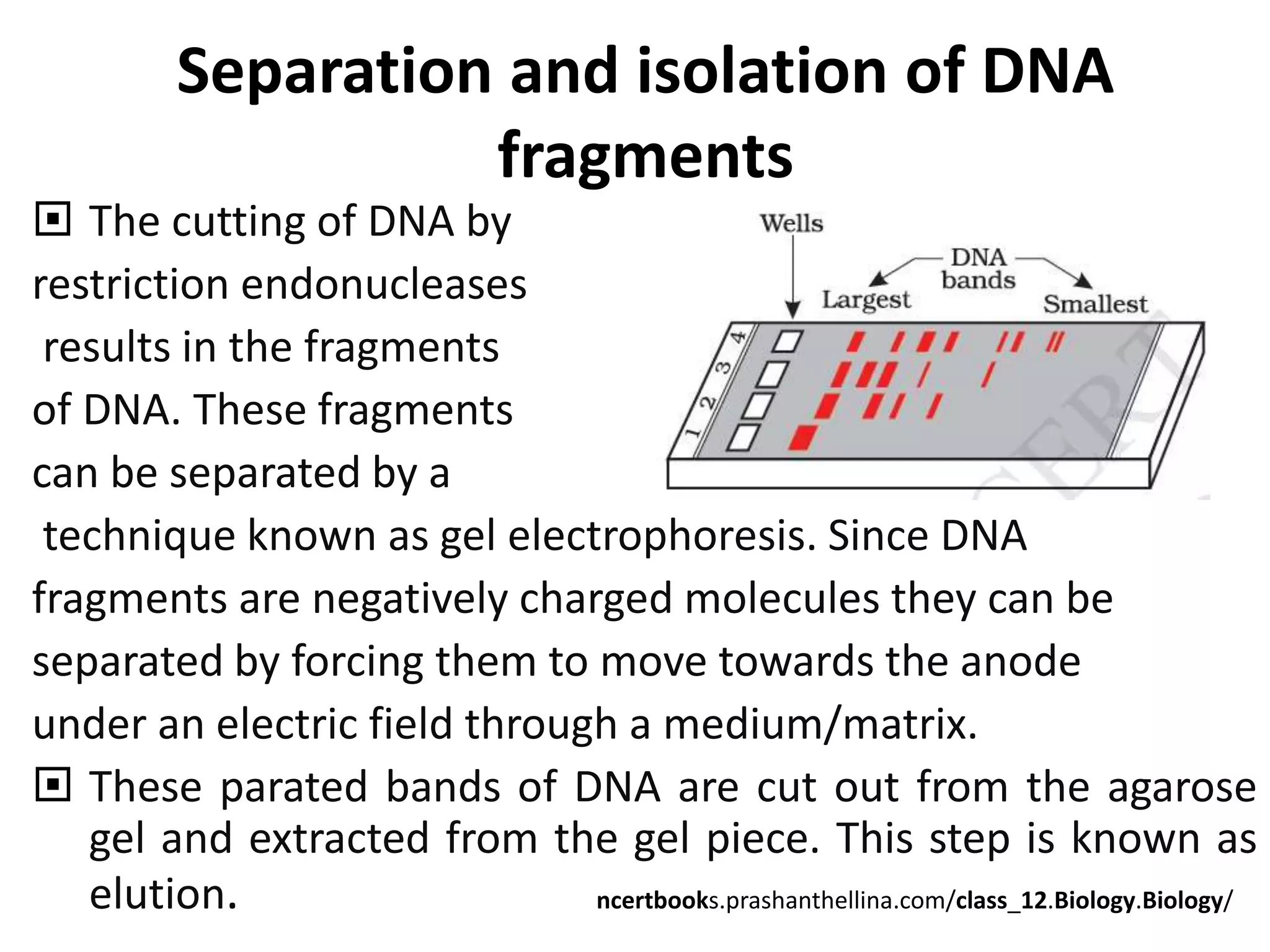 Recombinant DNA Technology | PPT