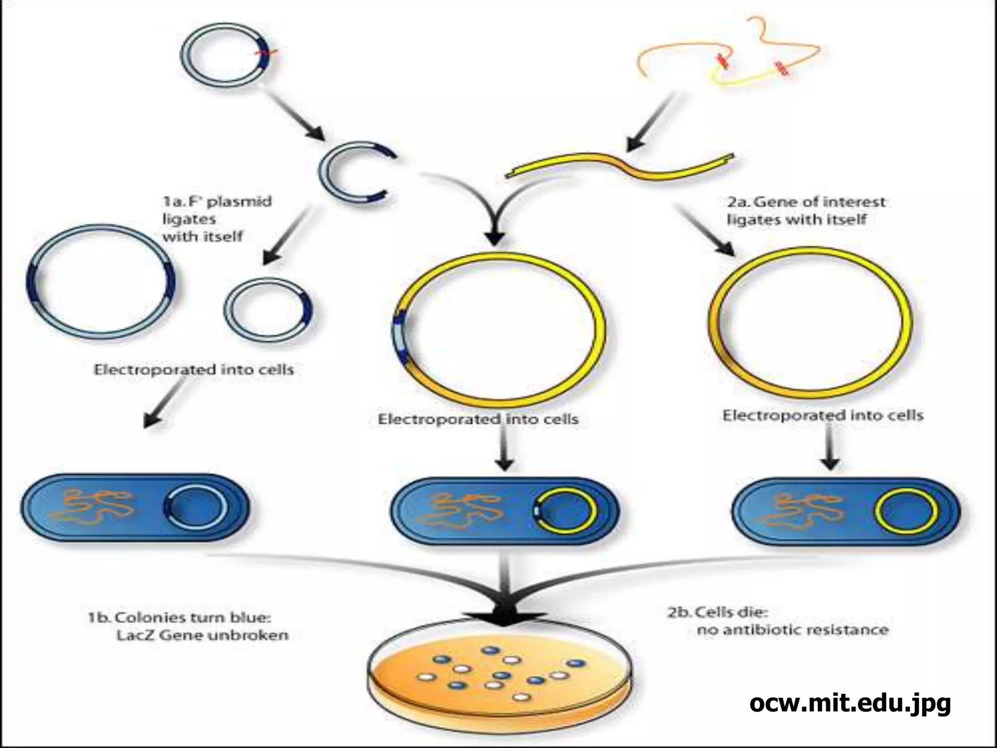 Recombinant DNA Technology | PPT