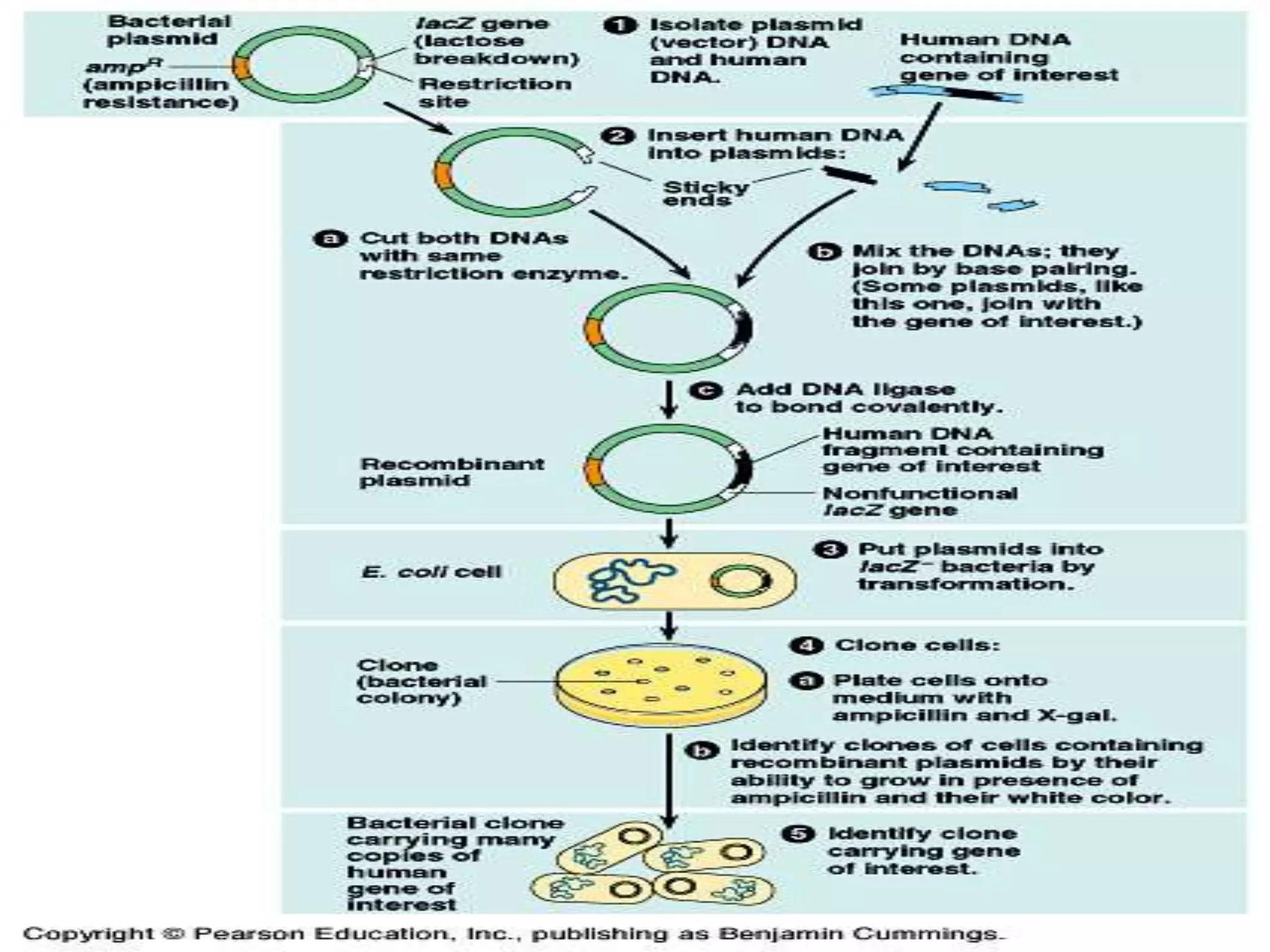 Recombinant DNA Technology | PPT