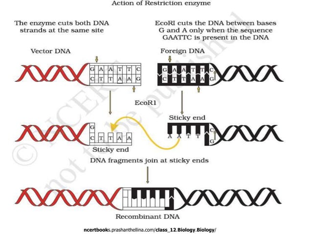 Recombinant DNA Technology | PPT