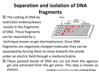 Recombinant DNA Technology | PPT