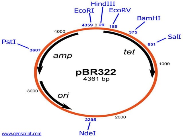 Recombinant DNA Technology | PPT