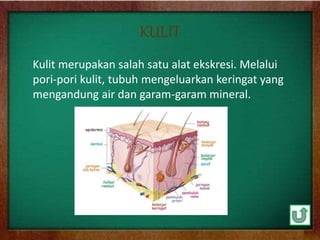 Sistem ekskresi pada manusia | PPT