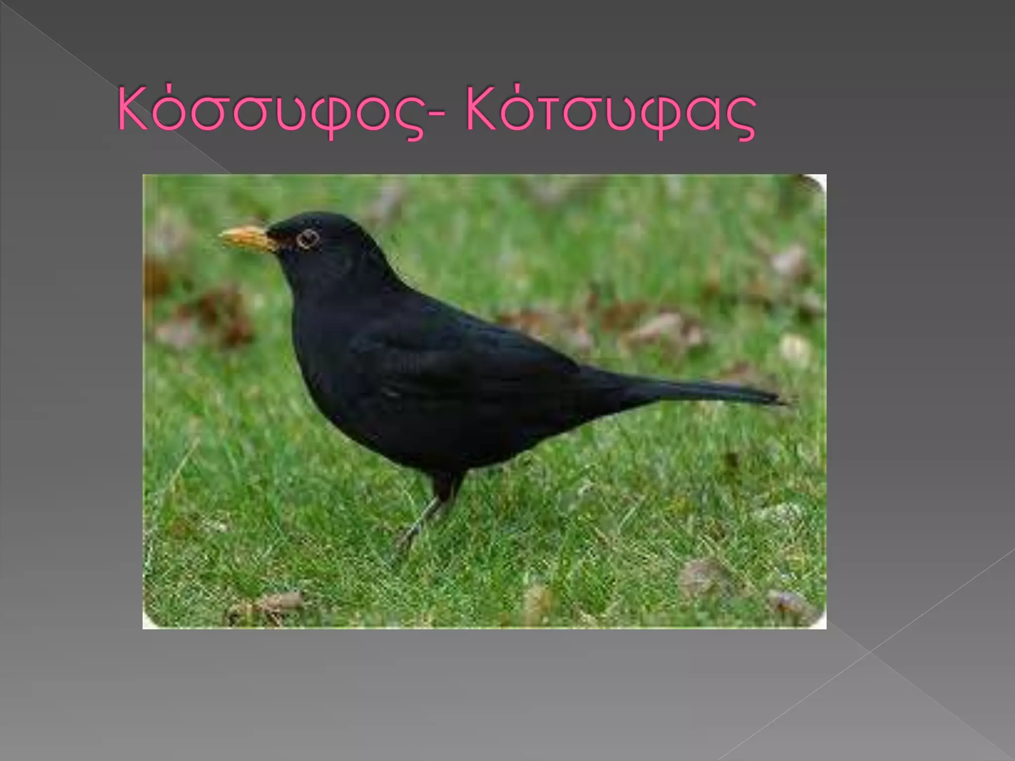 πουλιά Ppt | PPTX