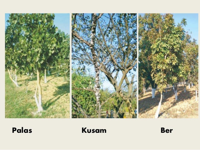 Lac cultivation and Commercialization