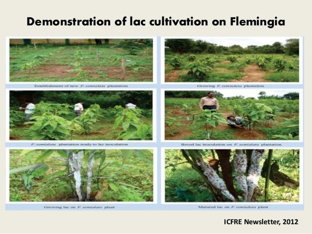 Lac cultivation and Commercialization