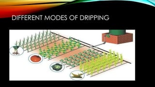 microcontroller based automation of drip irrigation system | PPTX