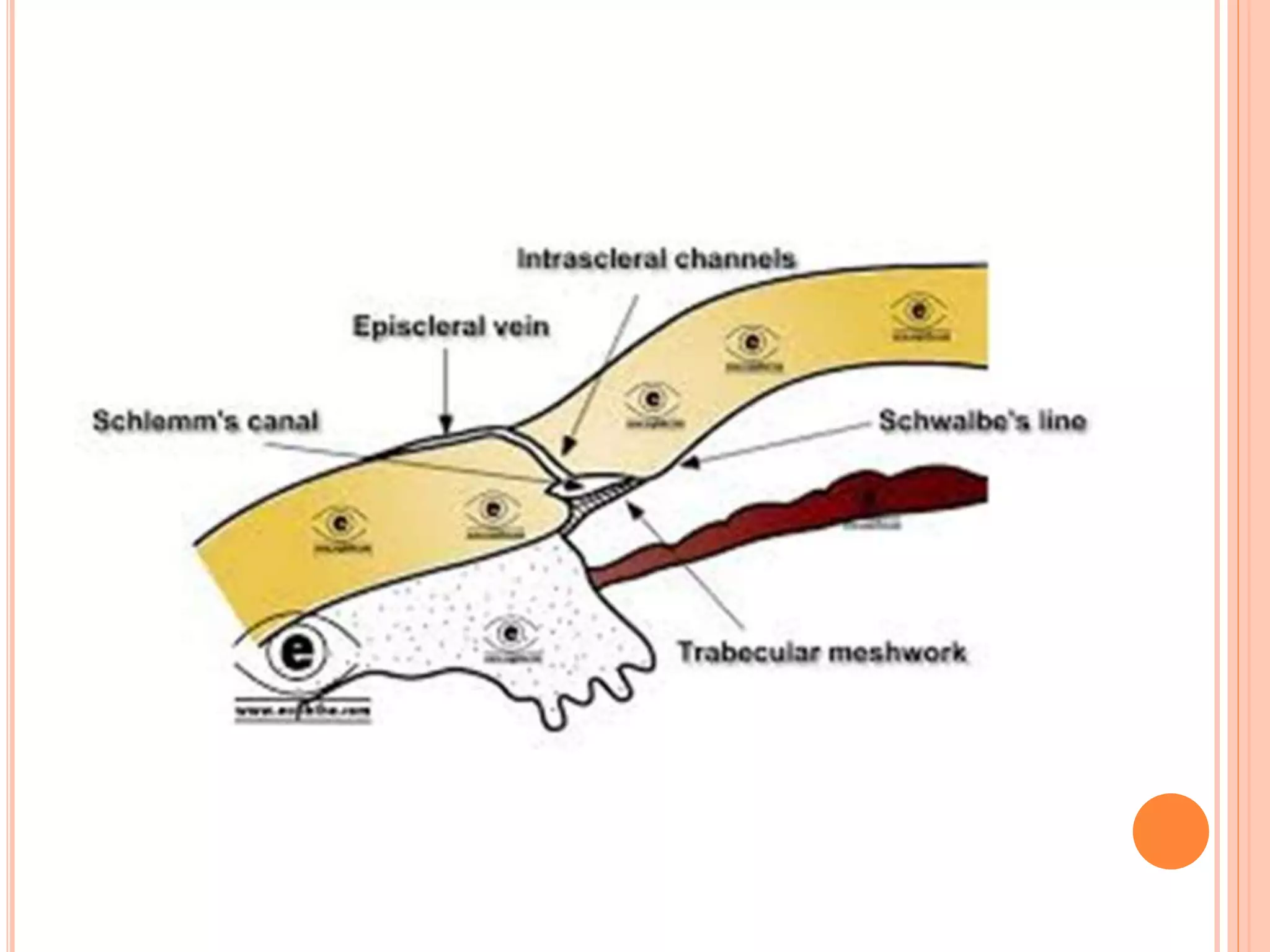 Anatomy of anterior chamber | PPTX
