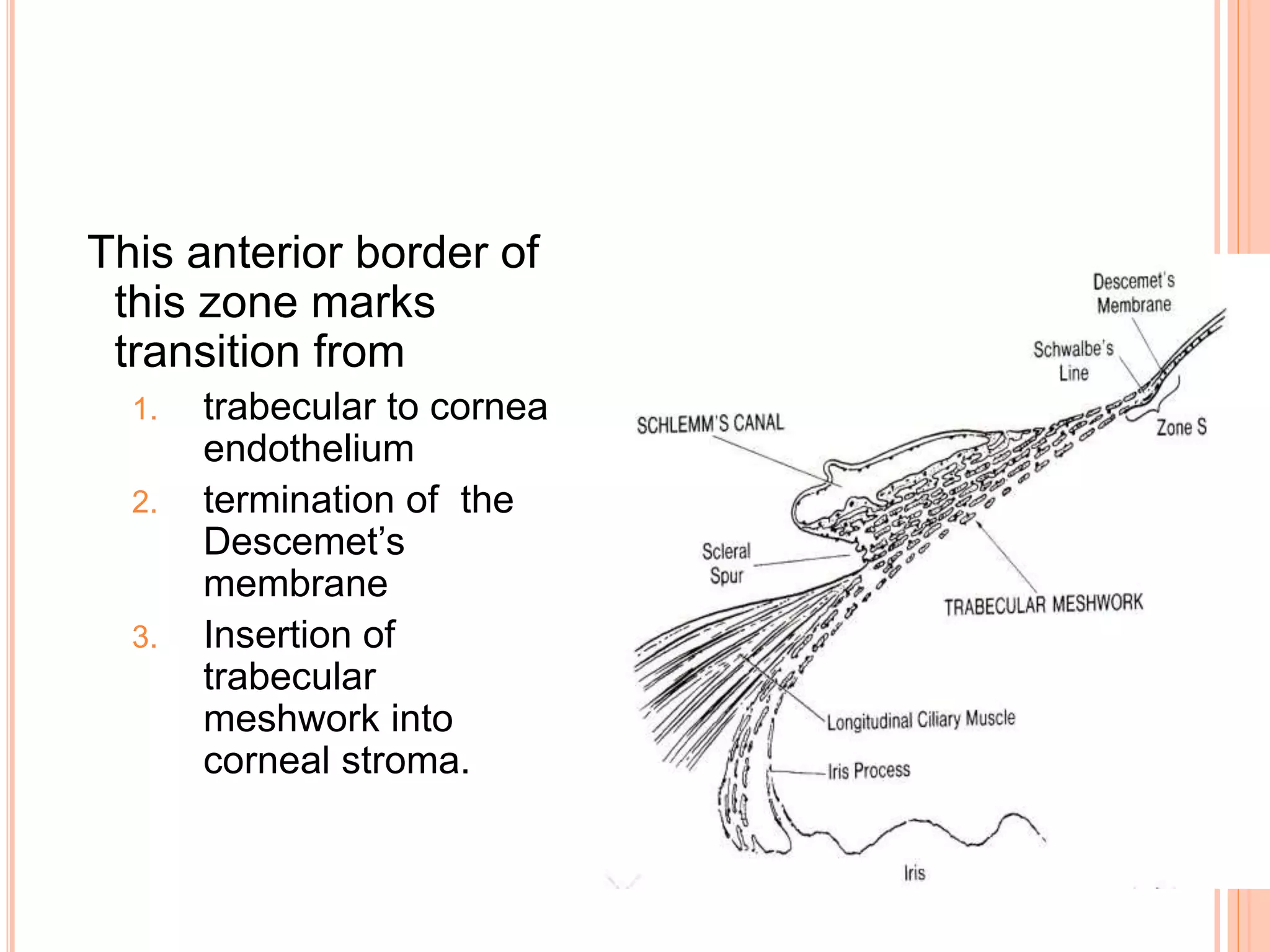 Anatomy of anterior chamber | PPTX