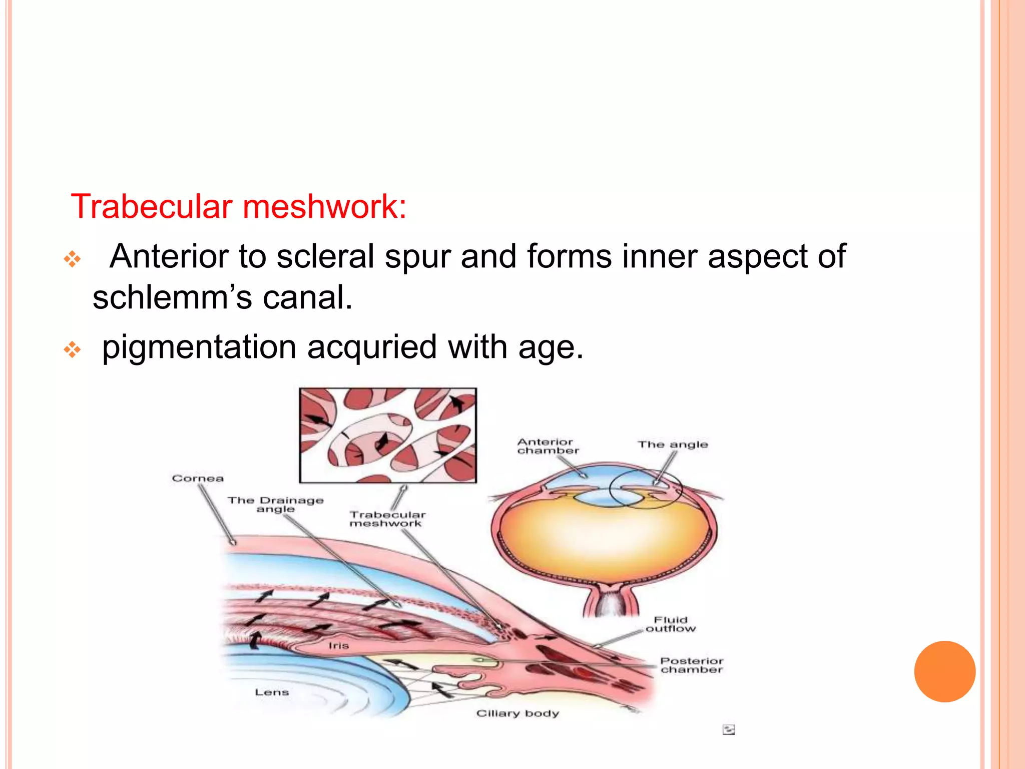 Anatomy of anterior chamber | PPTX