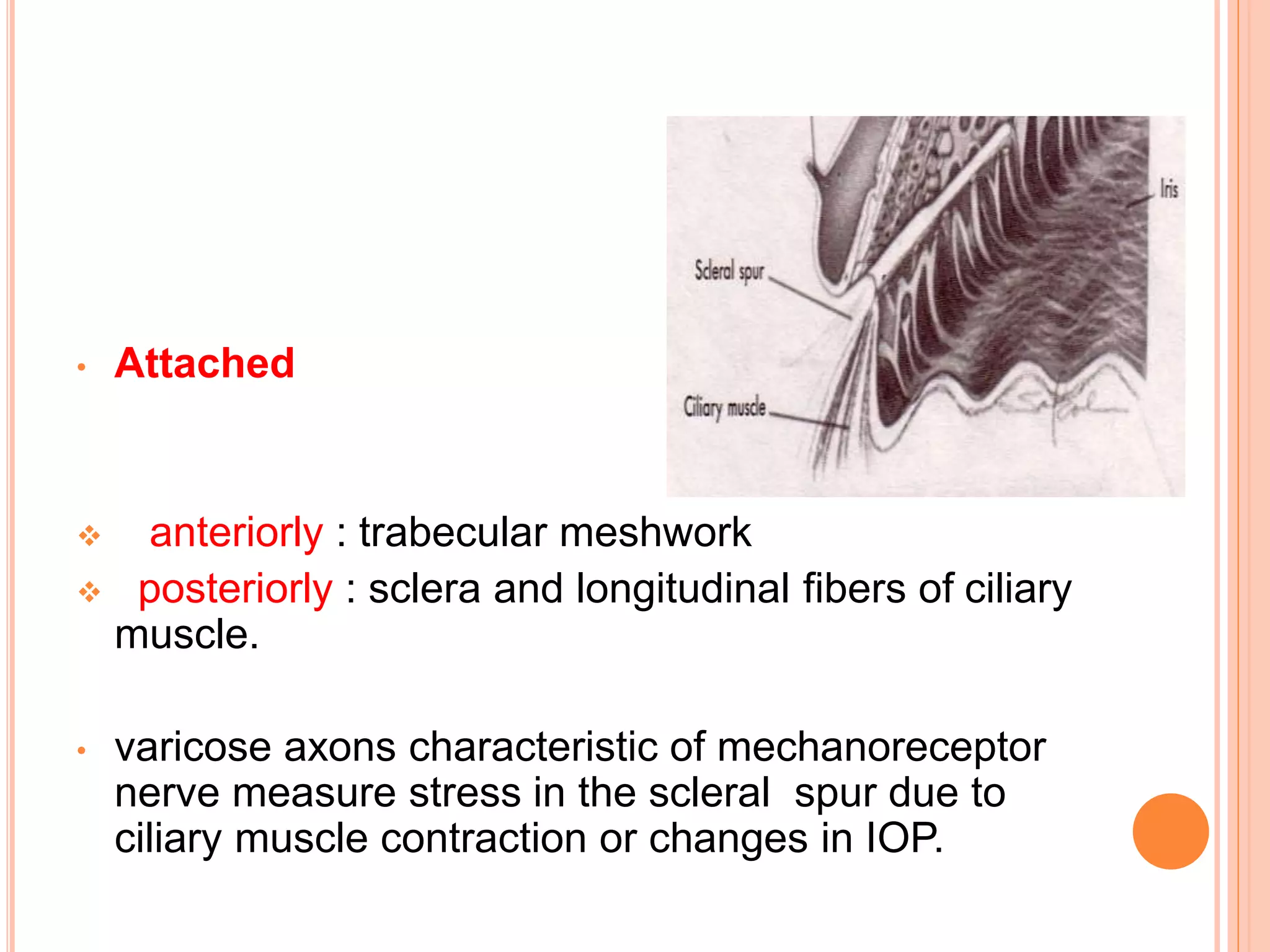 Anatomy of anterior chamber | PPTX