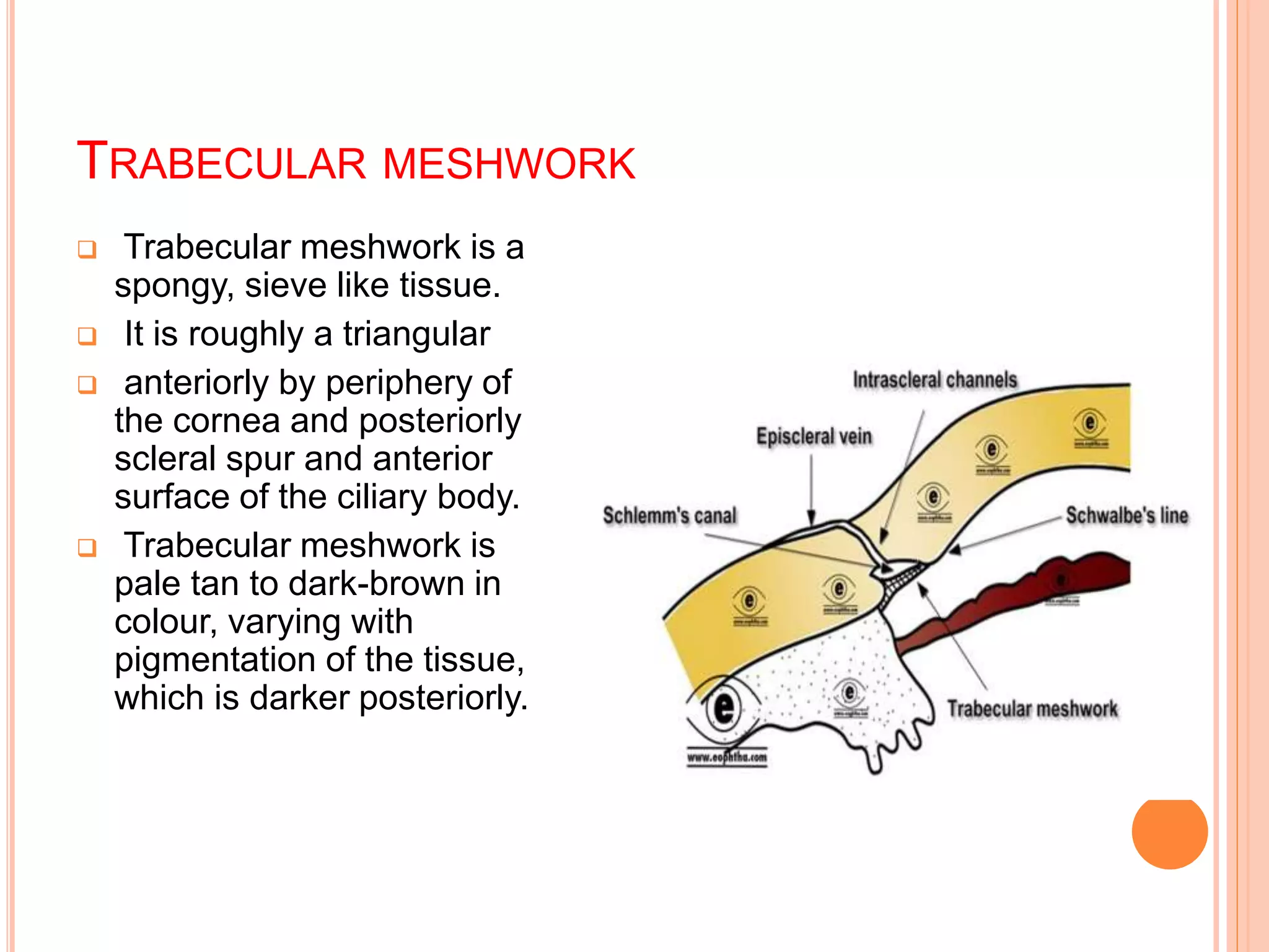 Anatomy of anterior chamber | PPTX