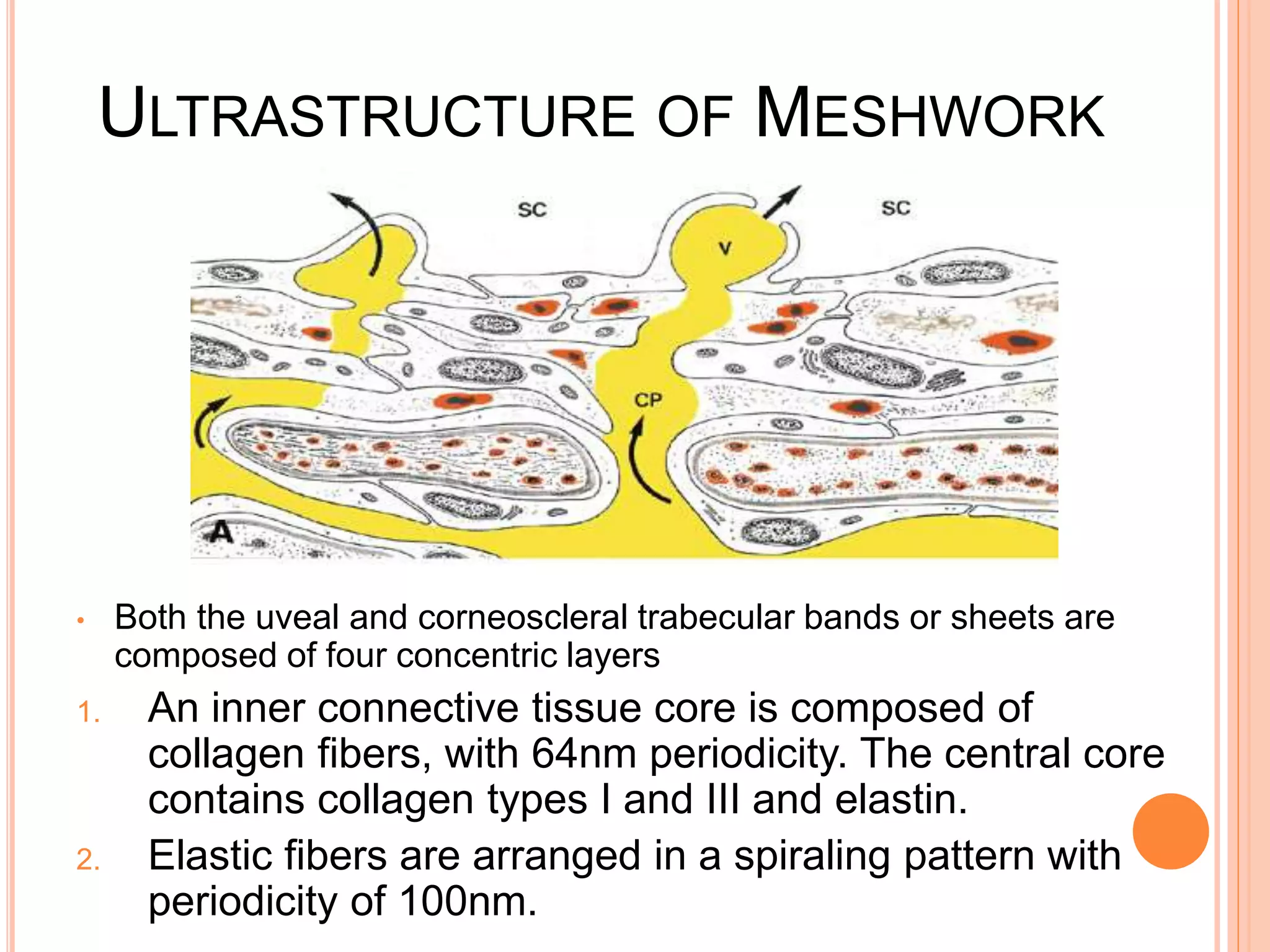 Anatomy of anterior chamber | PPTX