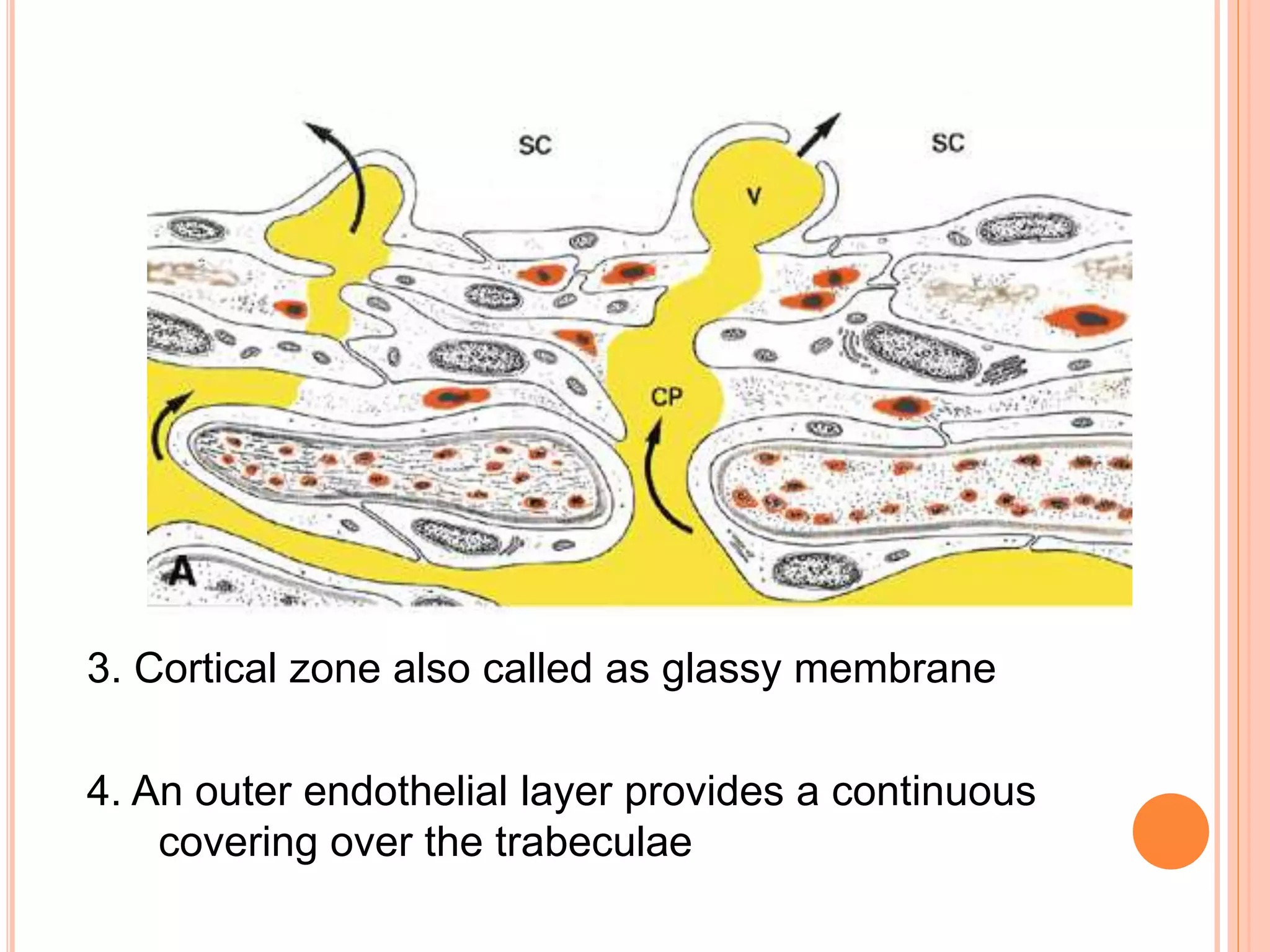 Anatomy of anterior chamber | PPTX