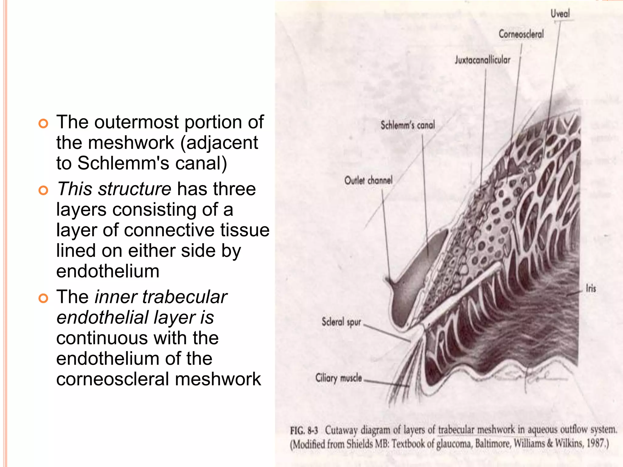 Anatomy of anterior chamber | PPTX