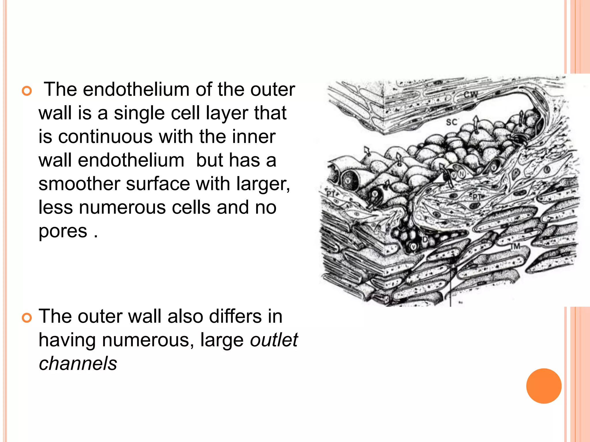 Anatomy of anterior chamber | PPTX