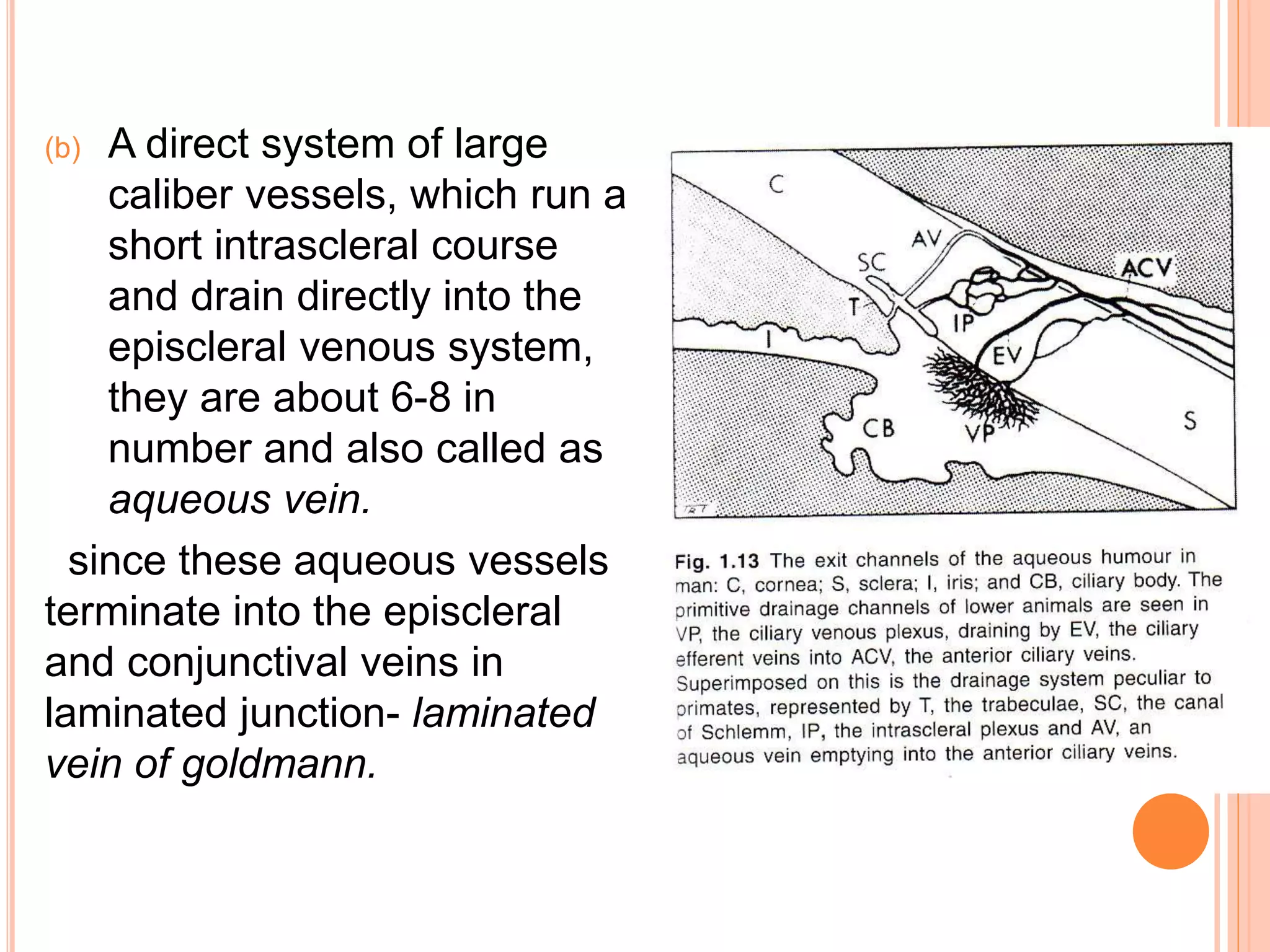Anatomy of anterior chamber | PPTX